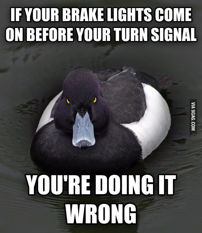 Angry Turn Signal Advice Mallard - 9GAG