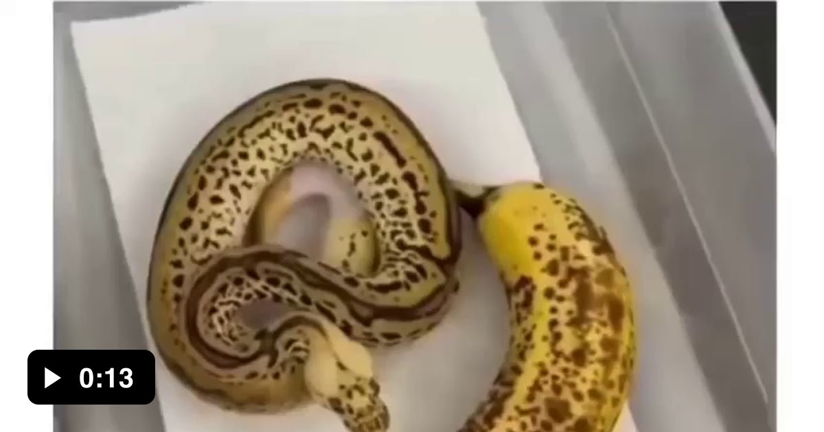 It's easy to mistake this snake for a banana! - 9GAG