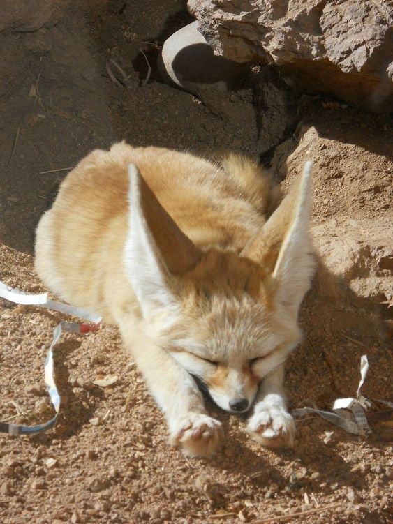 Fennec fox stretching - 9GAG