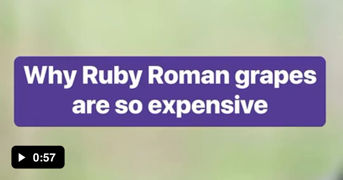 Why Roman Ruby grapes are so expensive in Japan - 9GAG