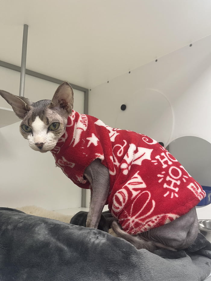 Many of you were not convinced that Harold wasn’t a hand puppet. He ...