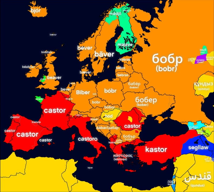 Word for "beaver" in Europe 🦫 - 9GAG