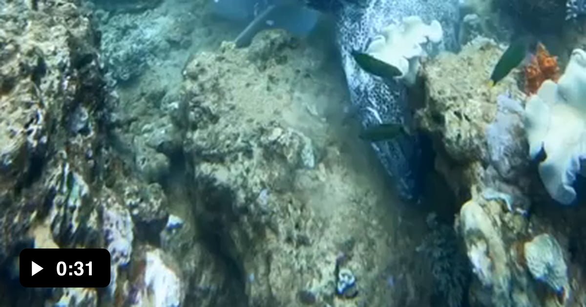 Enormous 12ft lemon shark shreds a large grouper, Muiron Islands, North ...