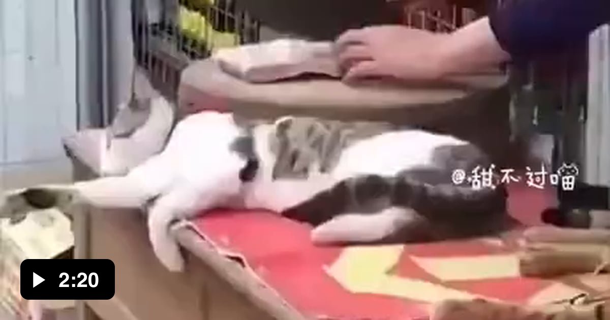 Cats are weird - 9GAG