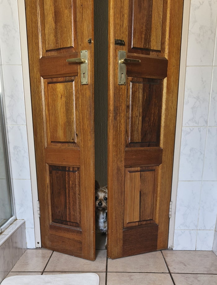 Peeping doggo - her name is Pipsi(Pip-si) - 9GAG