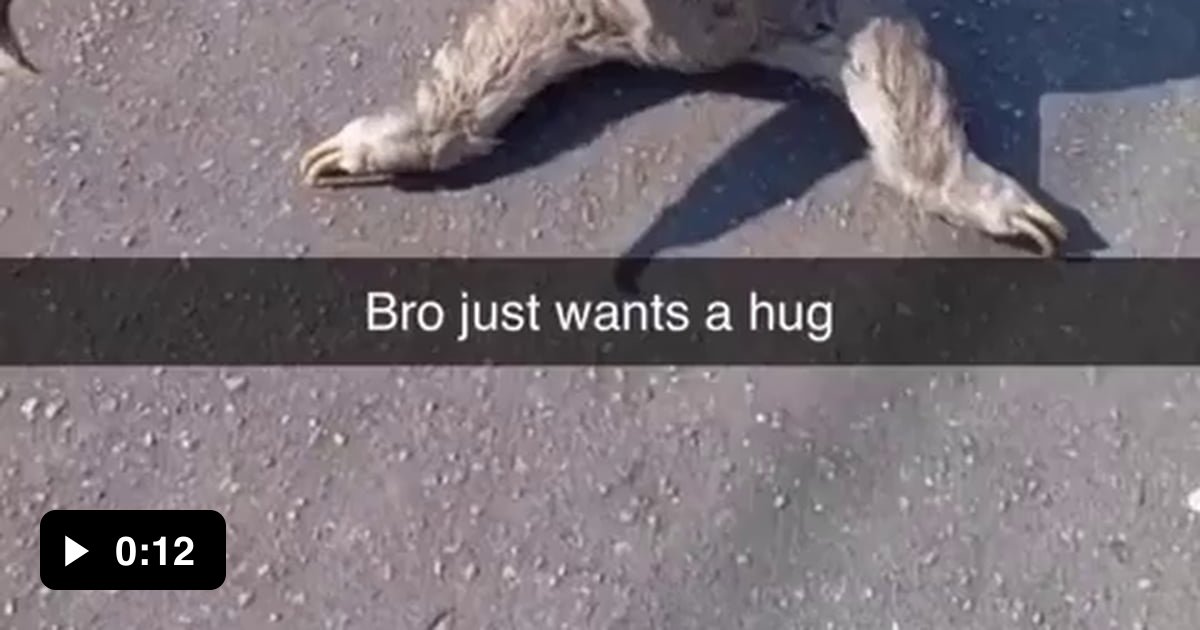 Affectionate sloth - 9GAG