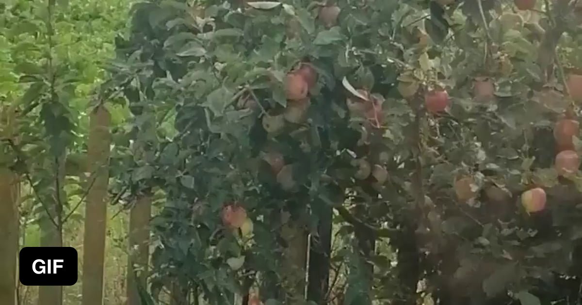 Untitled chicken game - 9GAG