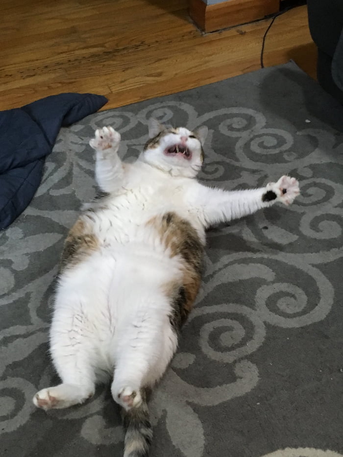 Show me the last cat photo you took on your phone - 9GAG