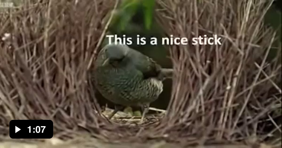We all like sticks - 9GAG