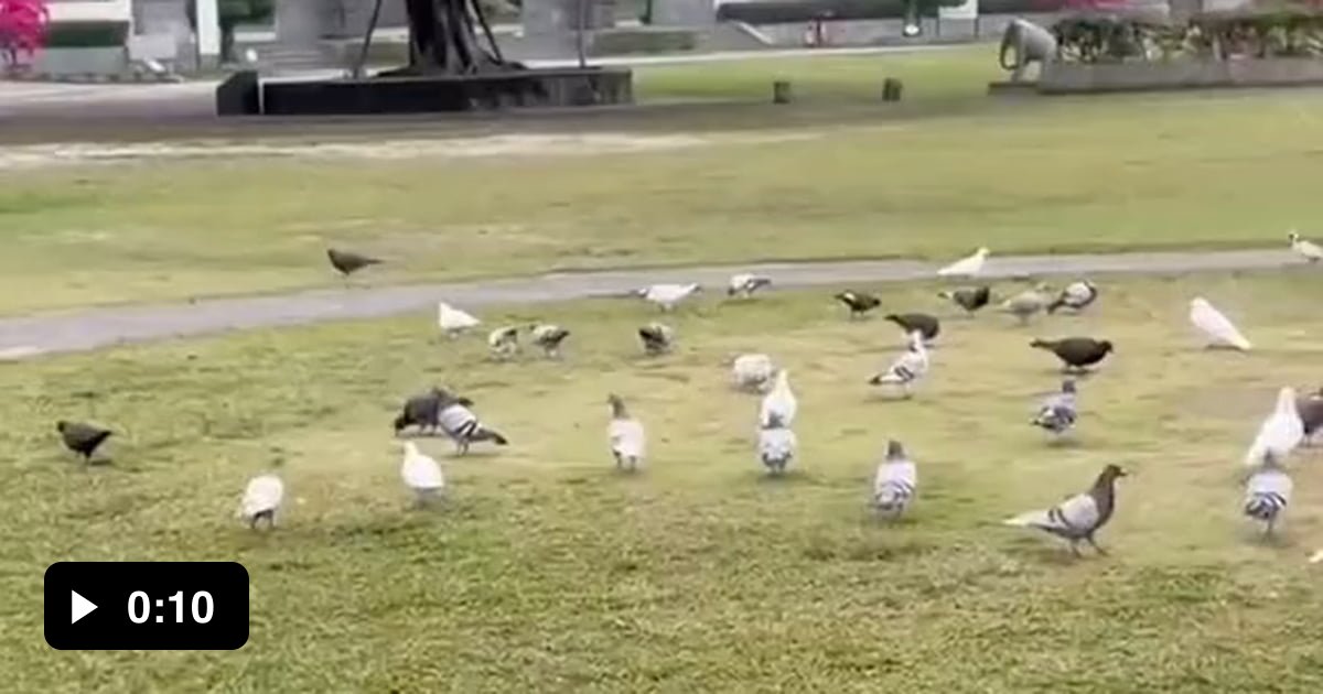 Cats - Nature's cutest killing machines - 9GAG