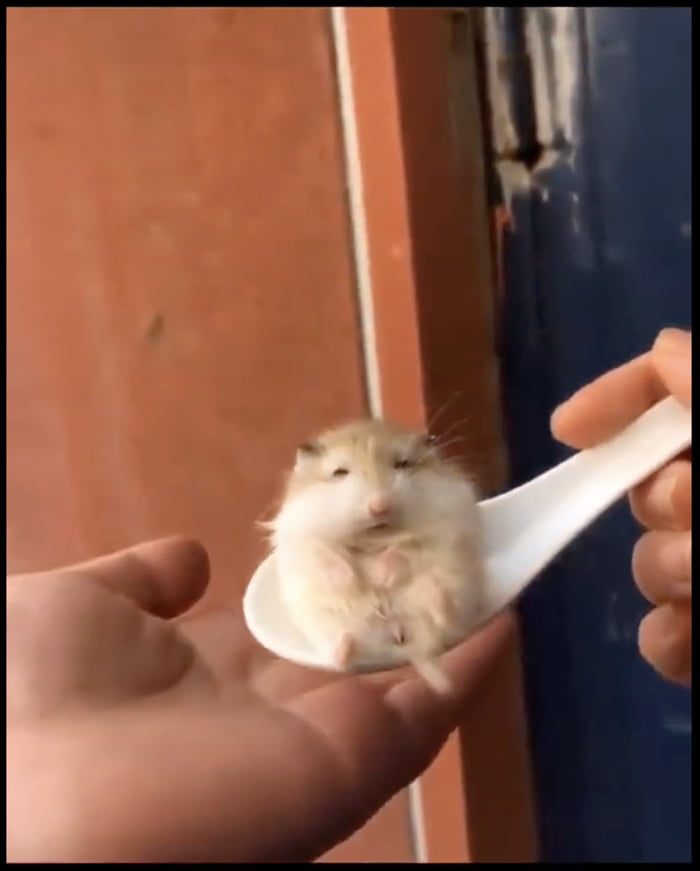 A spoonful of hamster.. - 9GAG