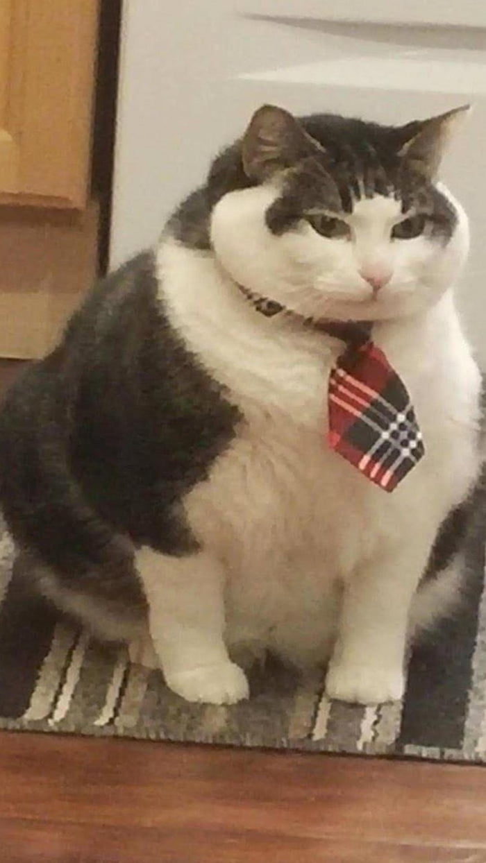 The... boss.... - 9GAG