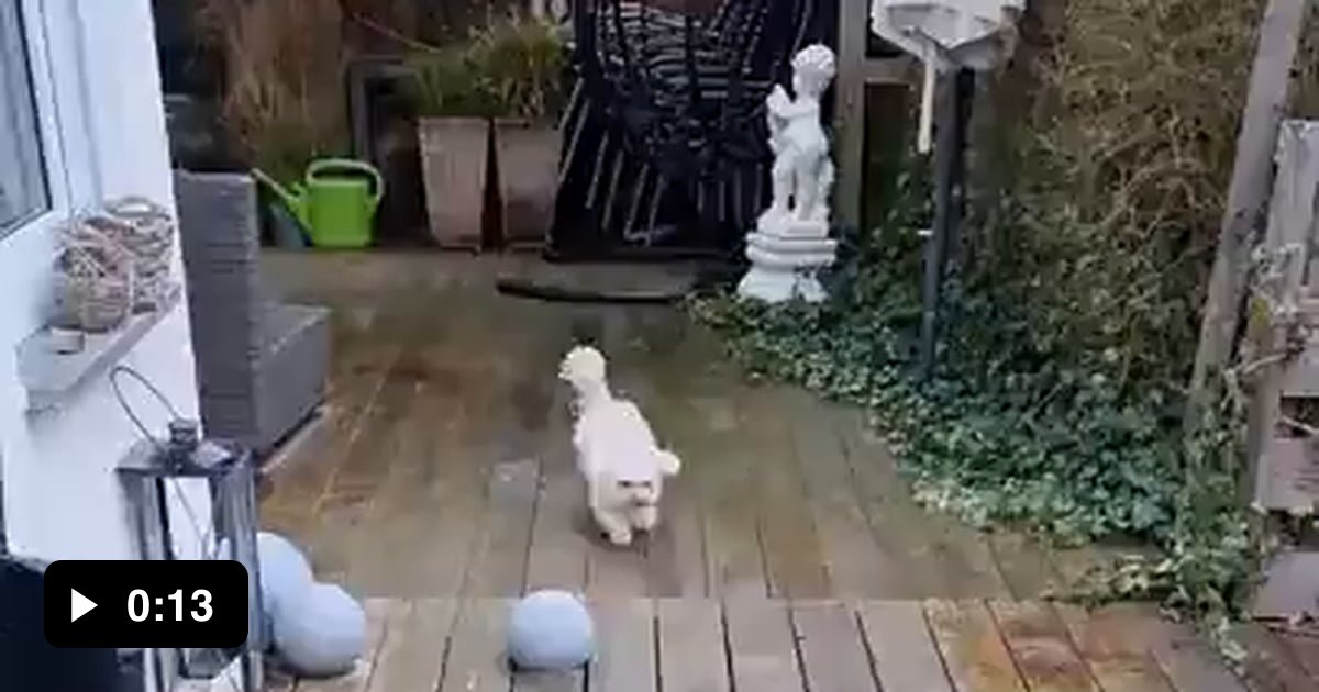 Well wipe you paws before you come in - 9GAG