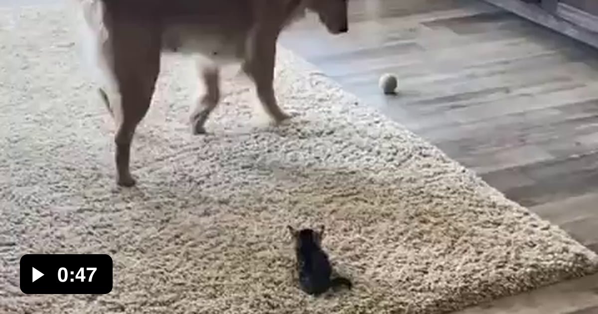 Explain your smolness - 9GAG