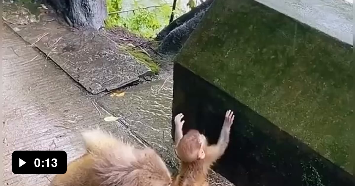 Clever monkey... - 9GAG