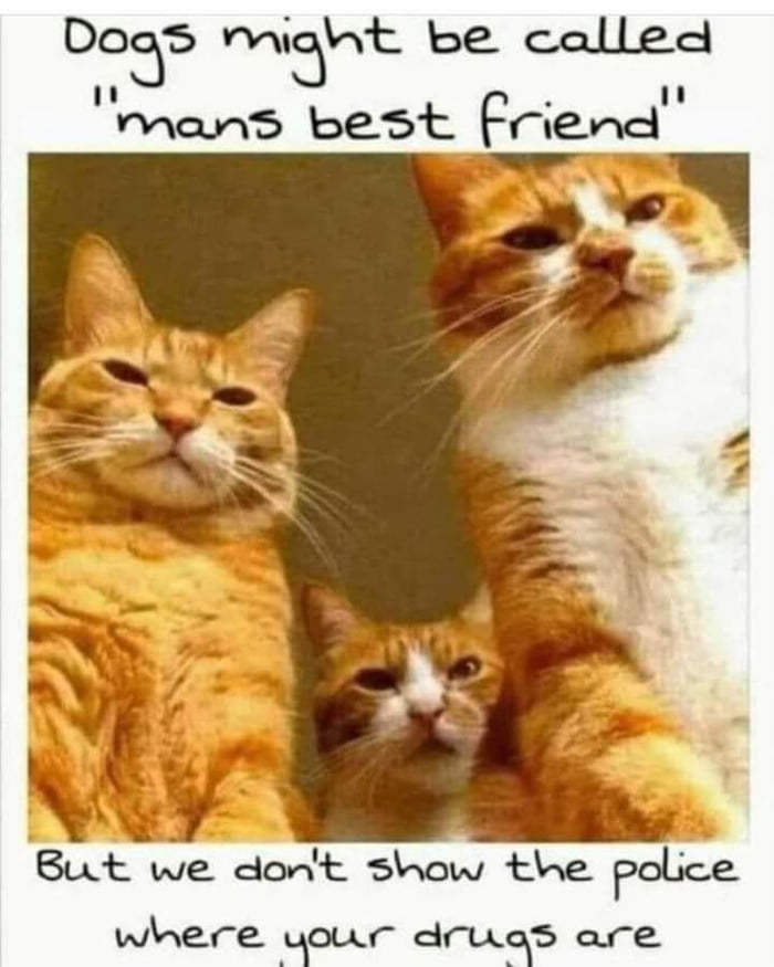 Cat ain't snitch - 9GAG