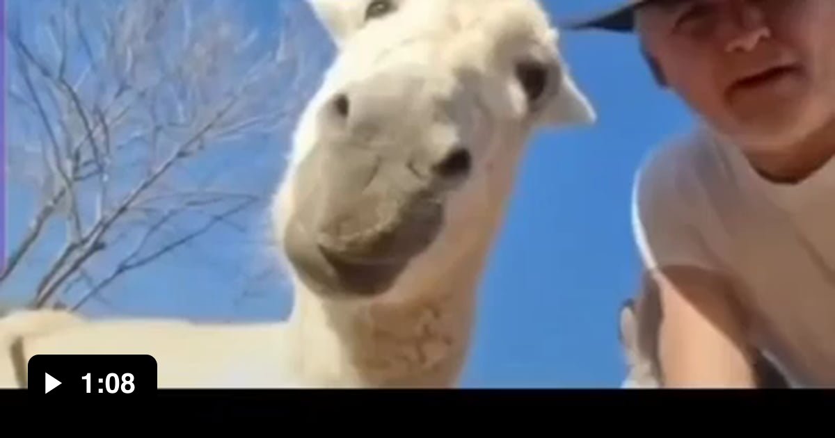 Handsome donkey - 9GAG