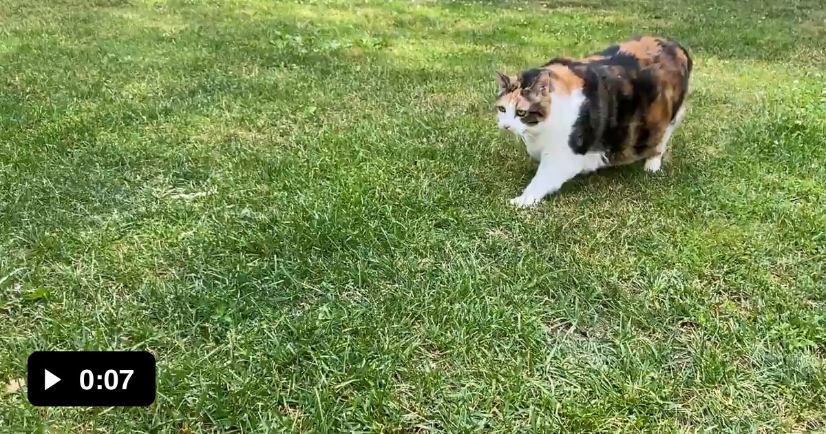 Absolute unit of a cat - 9GAG