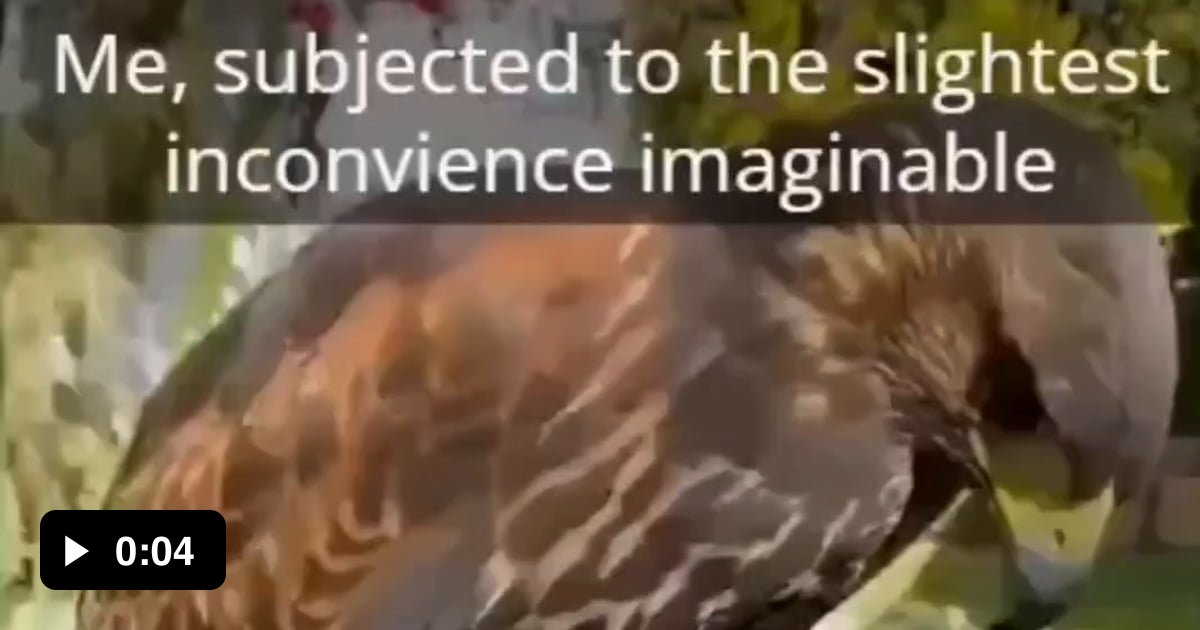 Please do not the eagle! - 9GAG