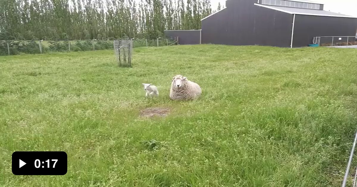 Father and son sheep - 9GAG