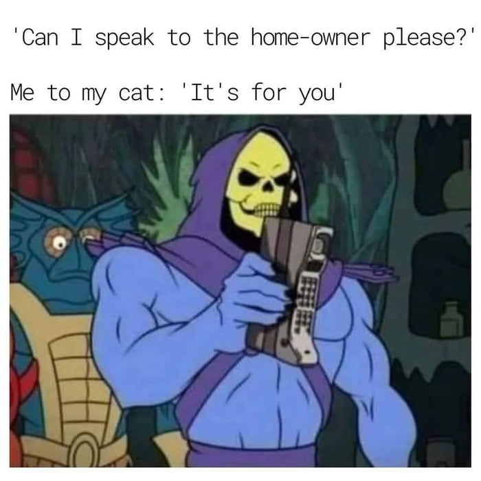 The Feline CEO: How a Cat Became the Boss of the House - 9GAG