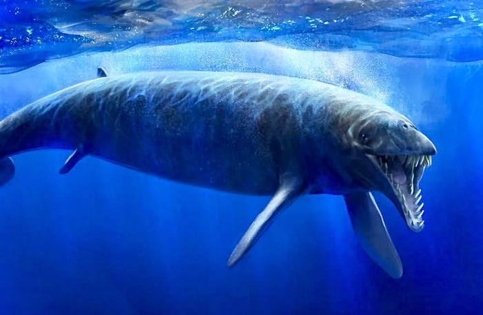 Basilosaurus, extinct genus of primitive whales that lived during the Eocene Epoch (56 to 33.9 ...