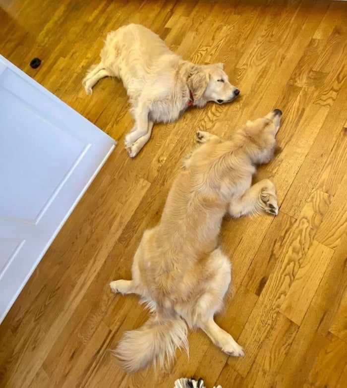 Golden Retriever sploot - 9GAG