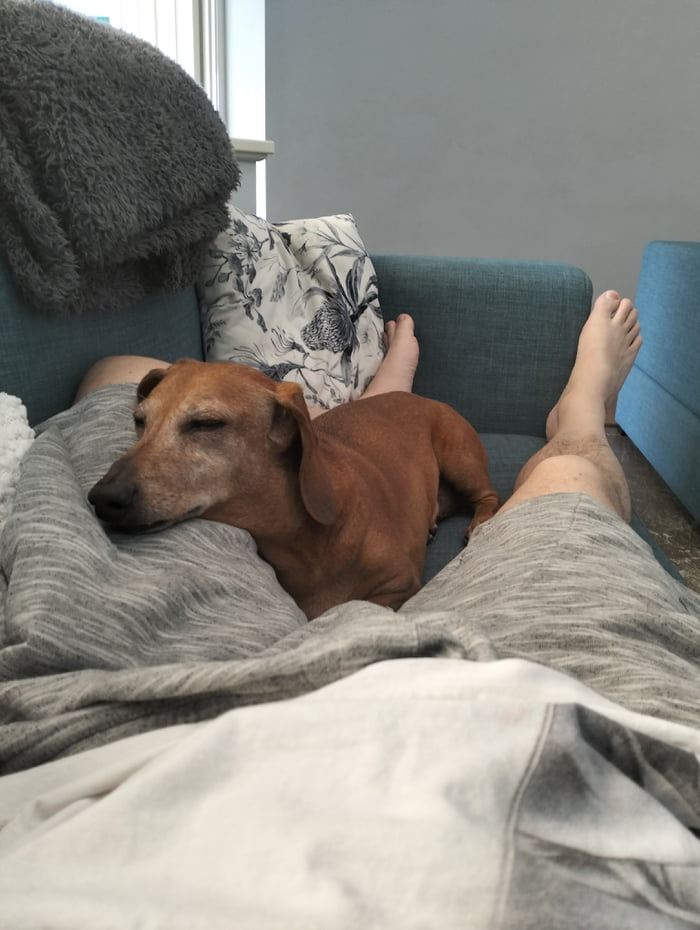 Sleepy sausage - 9GAG