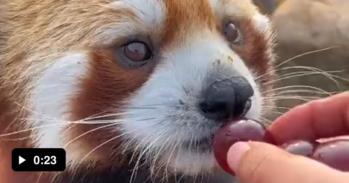 Red Panda can apparently stand on their hind legs for long periods of ...