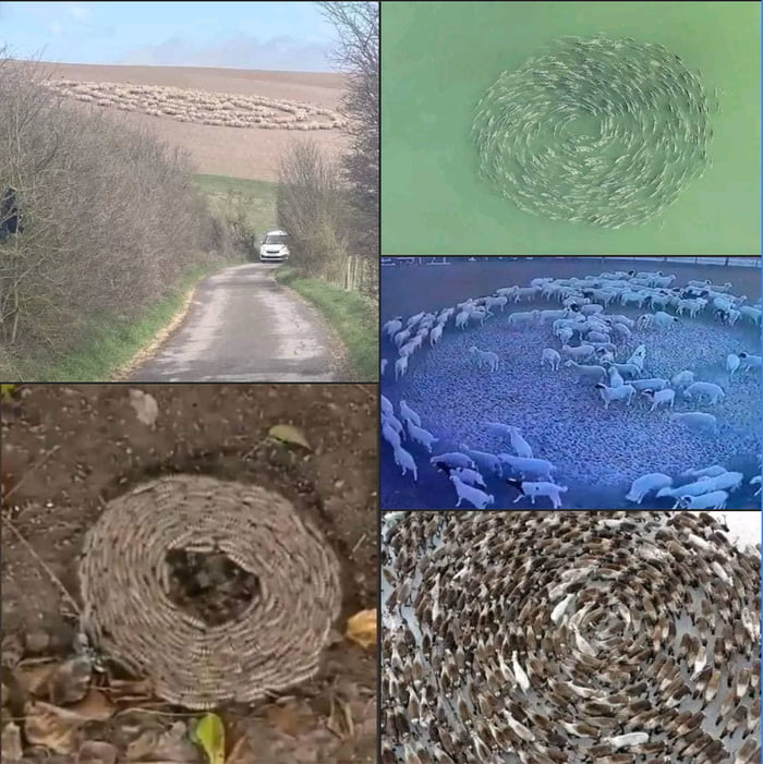 What's going on ? Sheep - Ant - Deer - Fish ?! any logic explanation ...