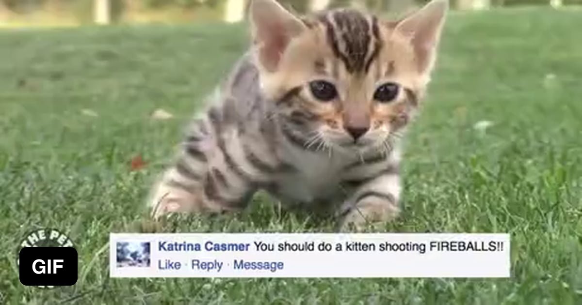 Don't mess with the fire kitten - 9GAG