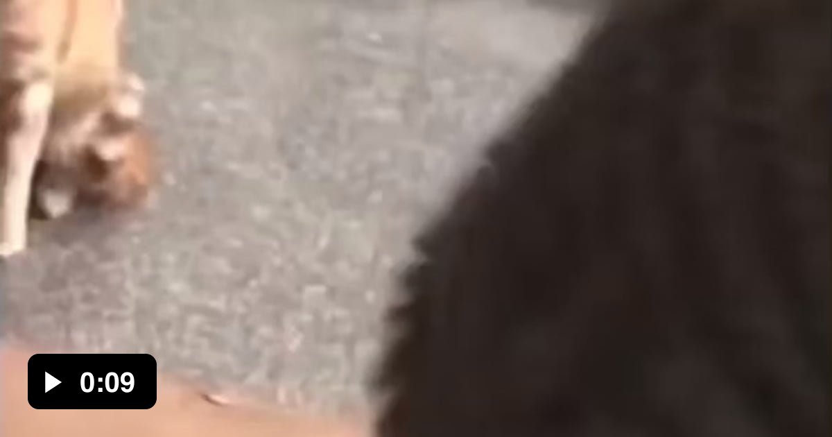 He doesn’t bite, he just takes souls - 9GAG