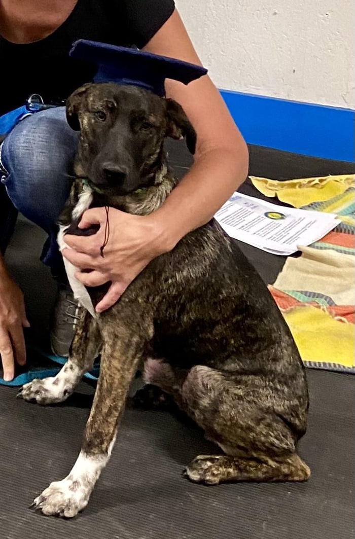 Simi, the graduate - 9GAG