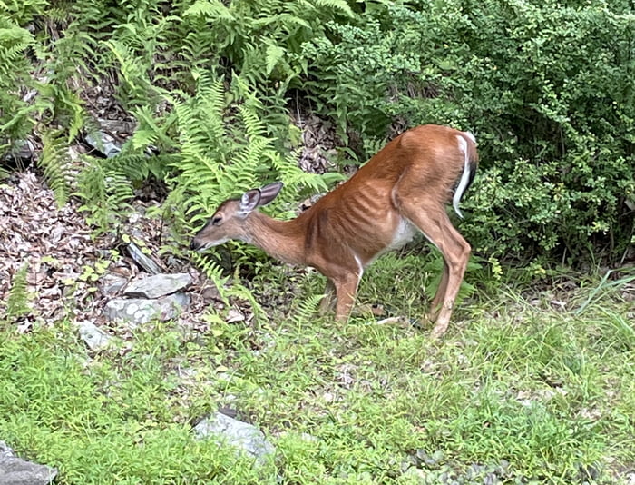 Help! Zombie (CWD) deer. It wont leave my yard - 9GAG