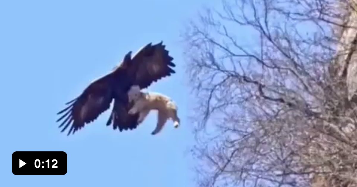Eagle carrying a lamb - 9GAG