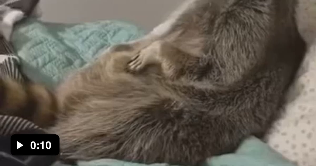 I'm done with relationships, I am getting a trash panda. - 9GAG