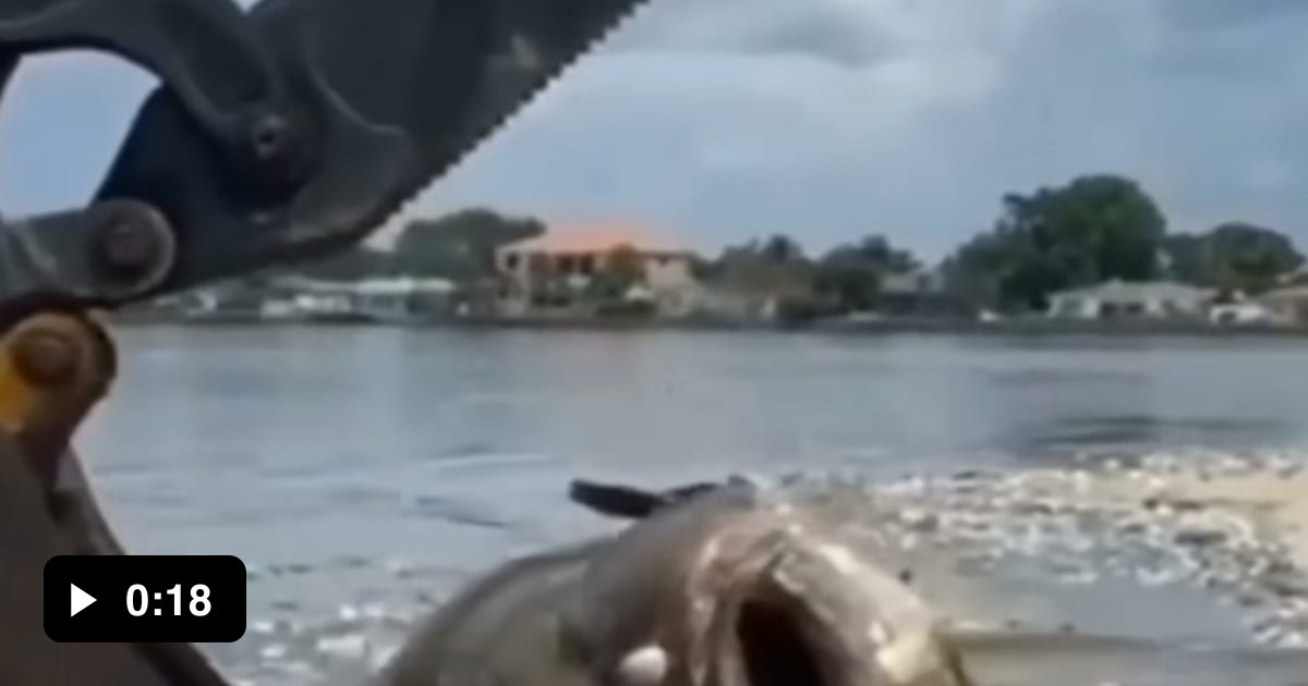 Goliath grouper is an absolute unit - 9GAG