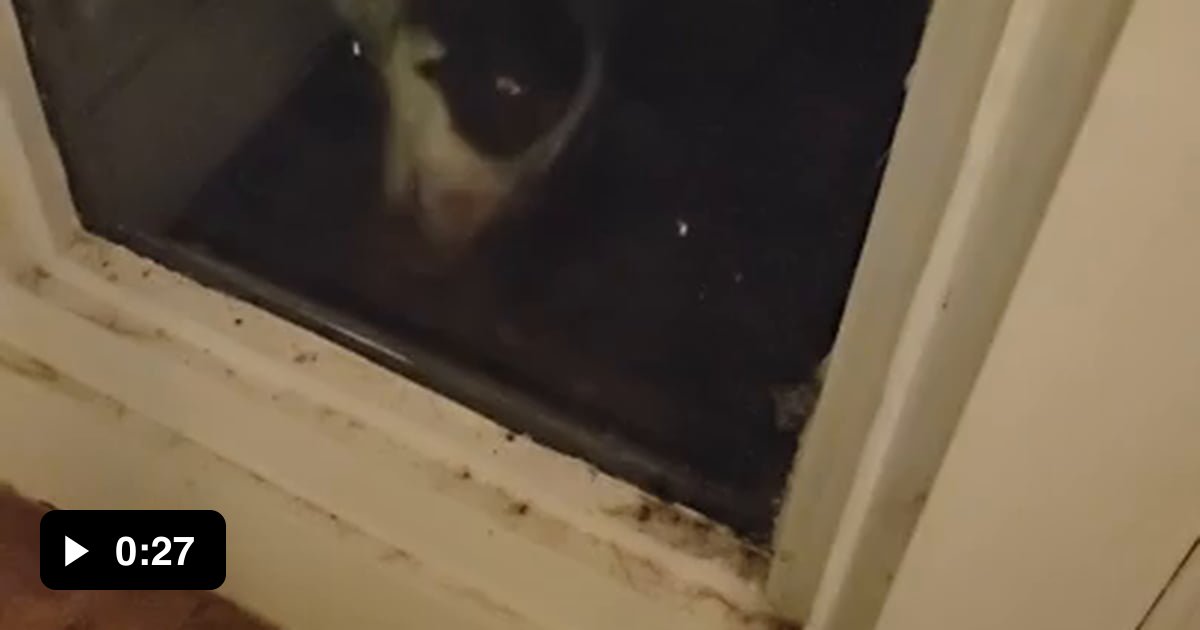 Loki is on moth control. - 9GAG