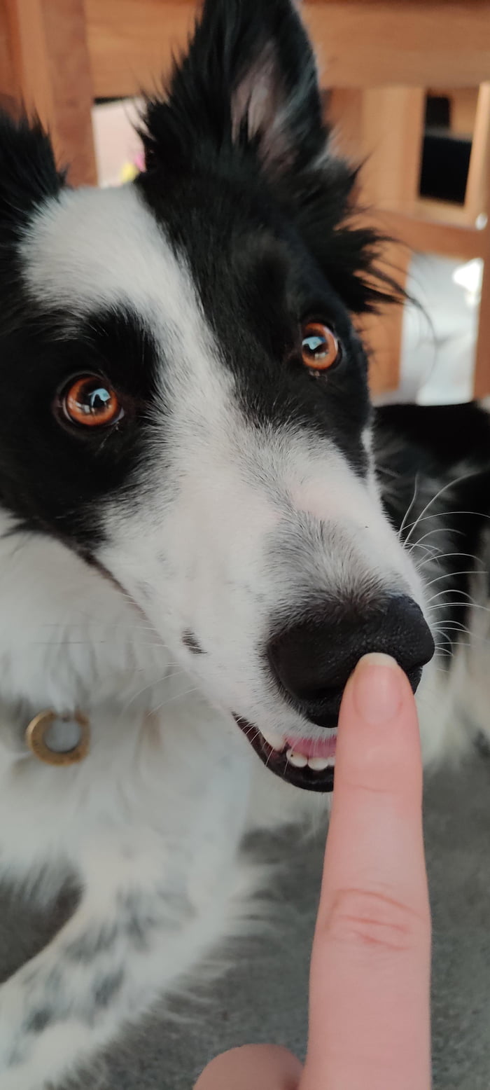 Snoot boot the Newt - 9GAG