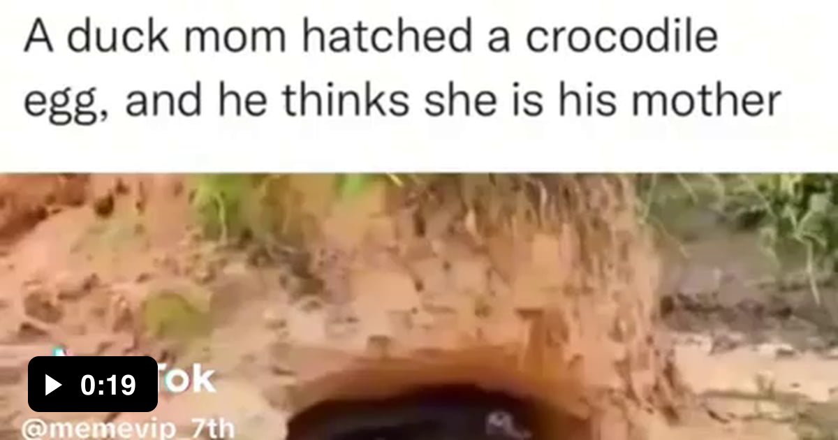 Duck and croc competing to be derpiest - 9GAG
