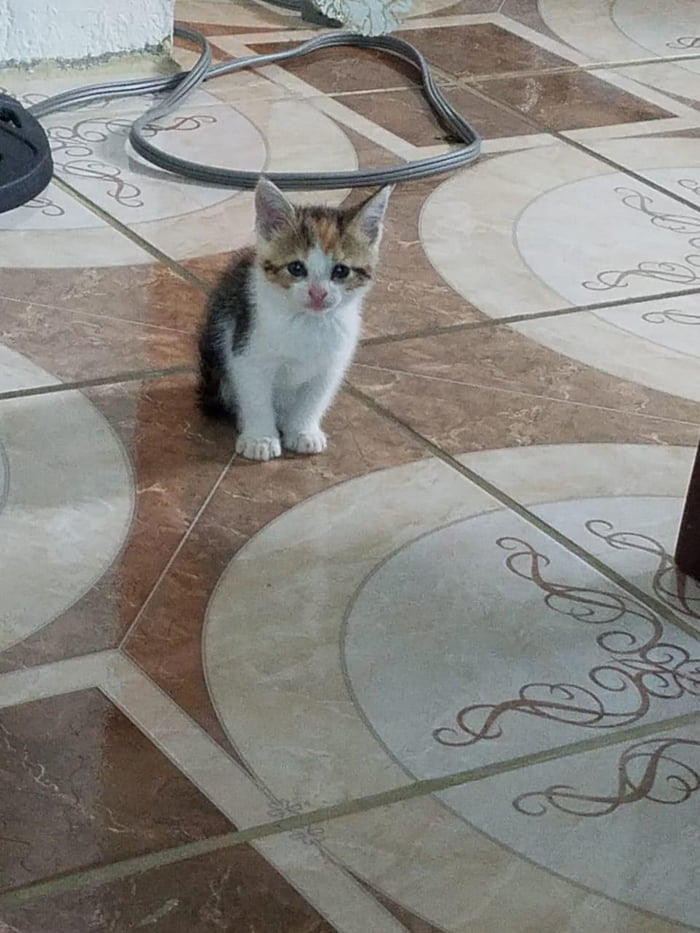 Just the cutest little nugget - 9GAG