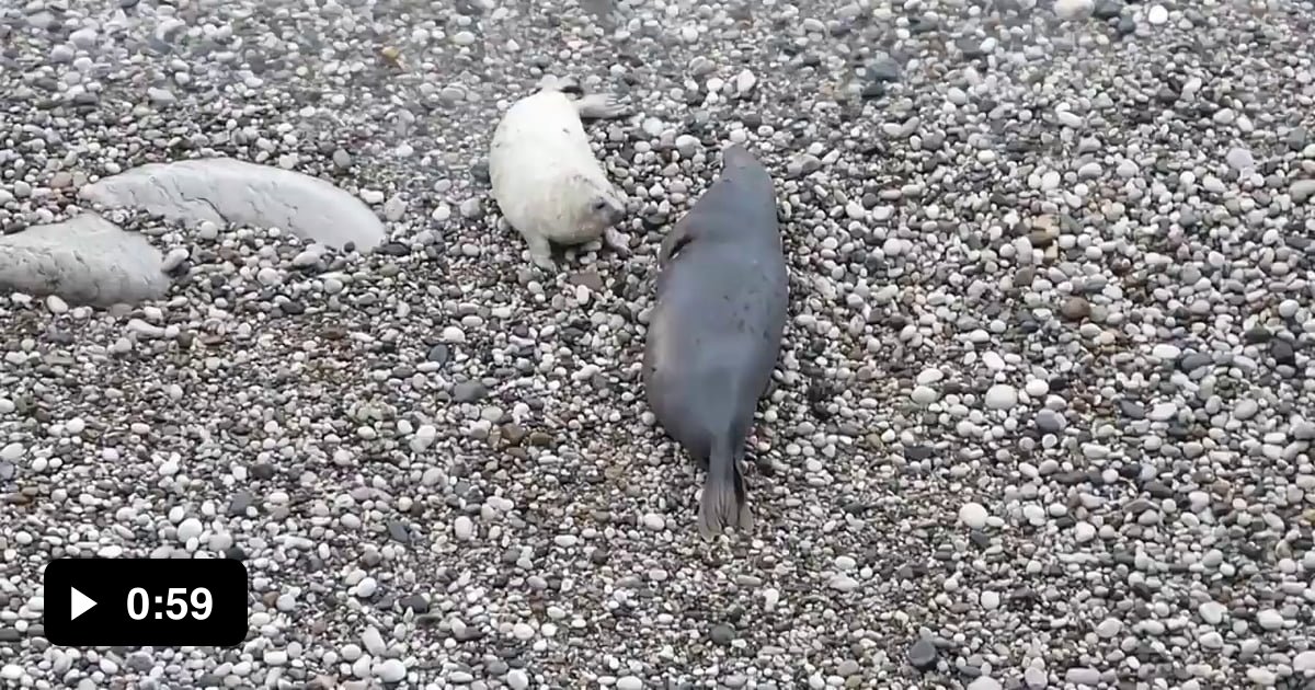 Gray seal mom gently stroking her 2-week old pup - 9GAG