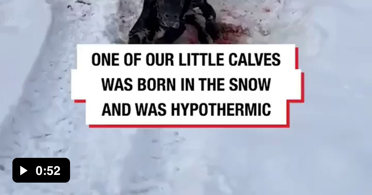Kids drag a Calf a mile to save it from freezing - 9GAG