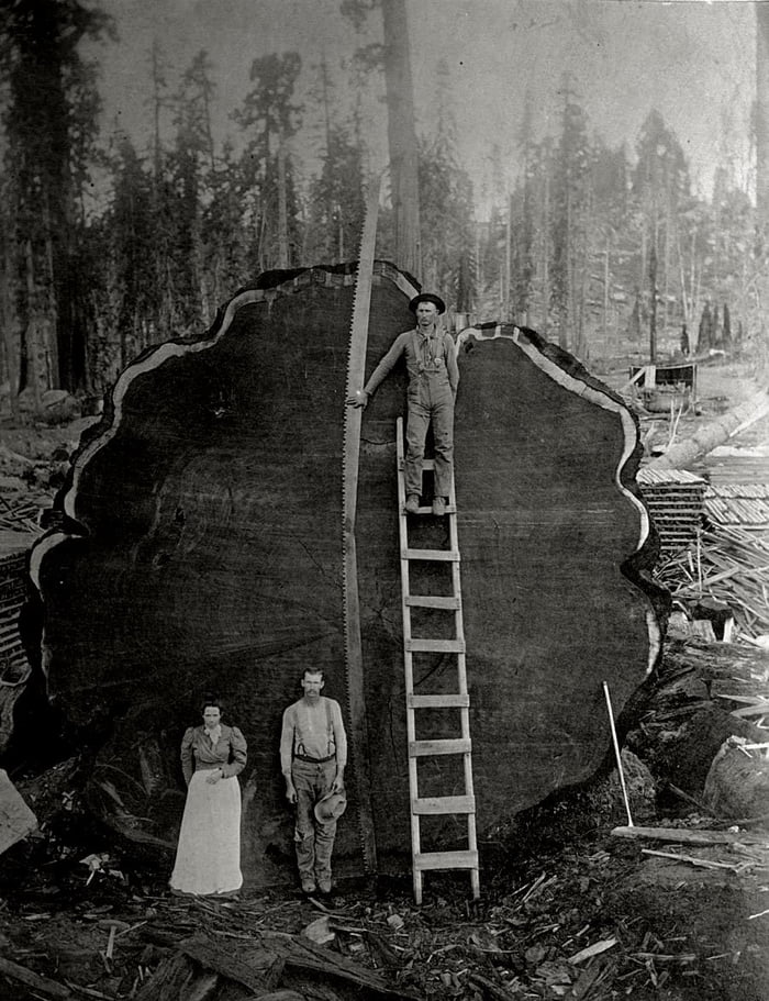 Lumberjacks standing in front of a giant cut Sequoia (redwood) tree log ...