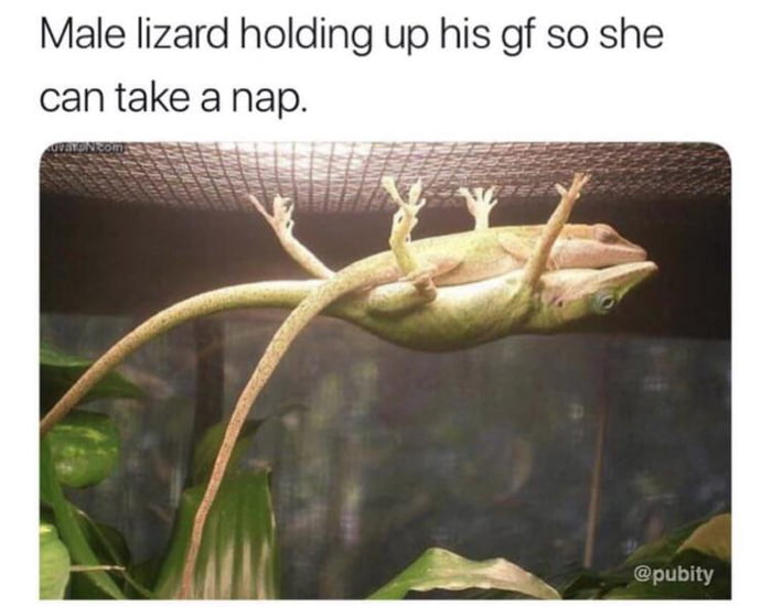 Male lizard holding up his gf so she can take a nap