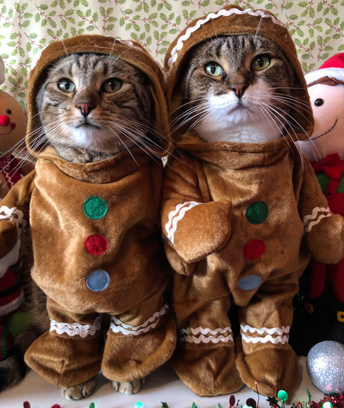 Gingerbread cats - 9GAG