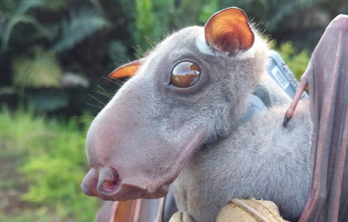 The Hammerhead Bat - 9GAG