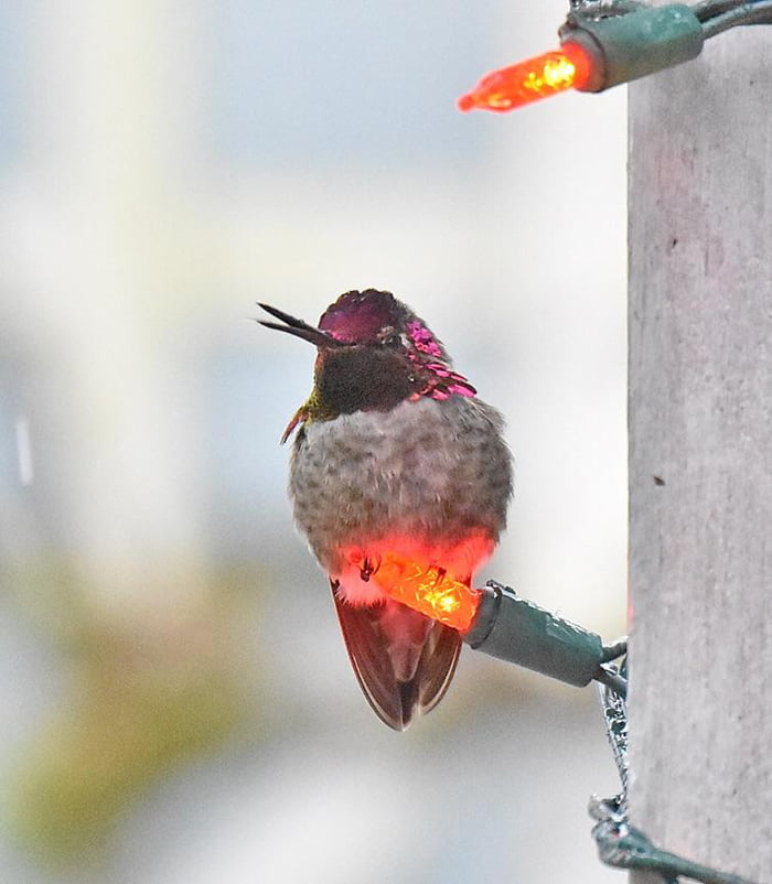 Hummingbird enjoying the small amount of heat from lights during ...