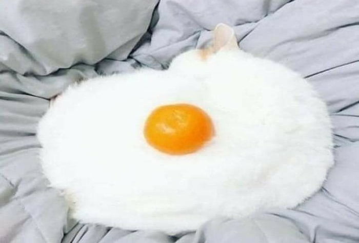 What looks like a fried egg, but its just Thomas, having a nap, with a ...