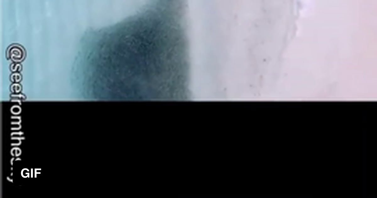 The way the fish move around it - 9GAG